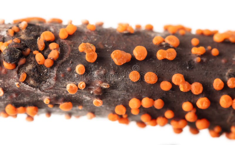 Disease on a Tree Branch Isolated on a White Background Stock Photo ...