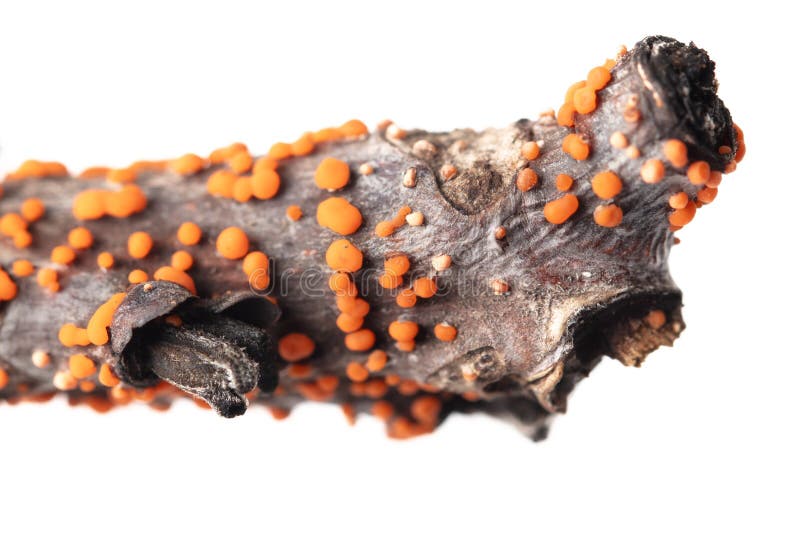 Disease on a Tree Branch Isolated on a White Background Stock Image ...