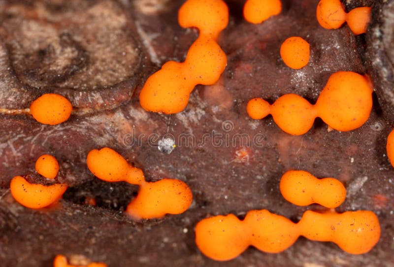 Disease on a Tree Branch. Orange Mold Stock Image - Image of macro ...