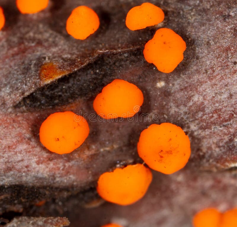 Disease on a Tree Branch. Orange Mold Stock Photo - Image of macro ...