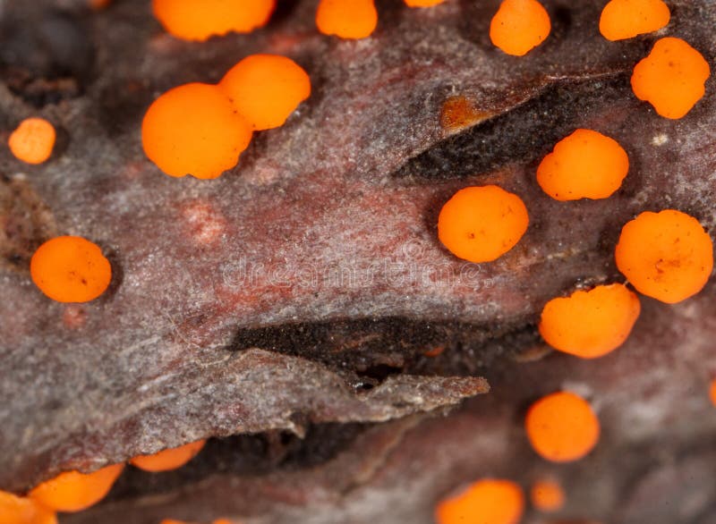 Disease on a Tree Branch. Orange Mold Stock Image - Image of disease ...