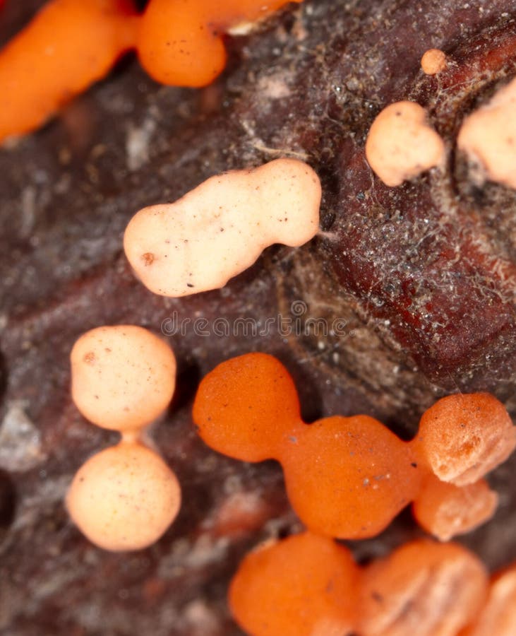 Disease on a Tree Branch. Orange Mold Stock Image - Image of disease ...