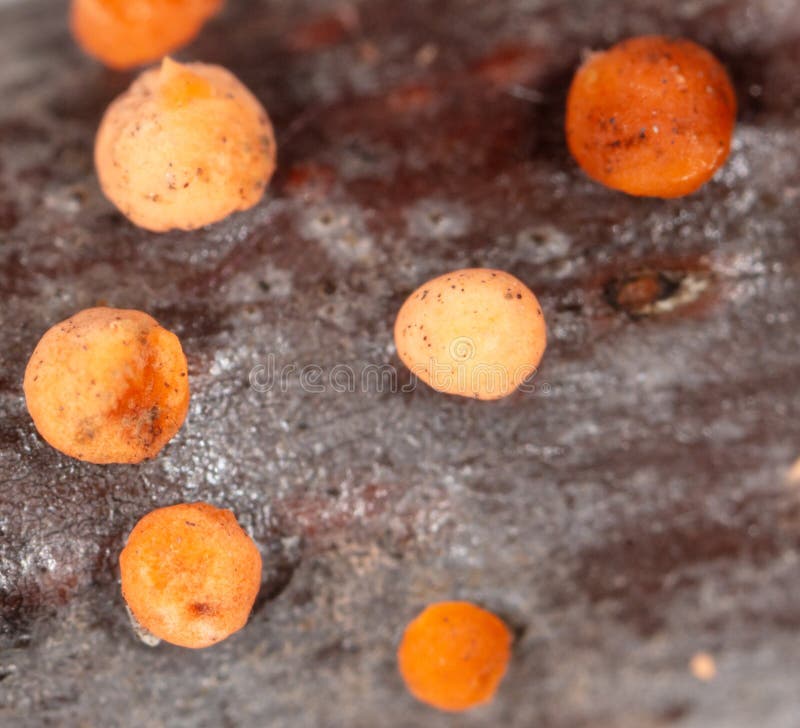 Disease on a Tree Branch. Orange Mold Stock Photo - Image of fungus ...