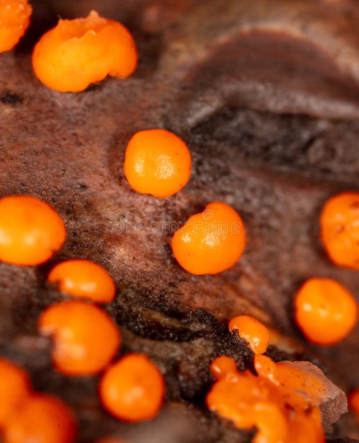 Disease on a Tree Branch. Orange Mold Stock Photo - Image of bark ...