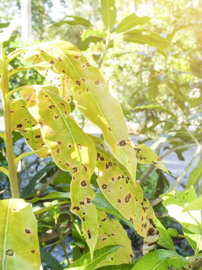 Disease of Tree on Young Leaves of Mango Tree Stock Image - Image of ...