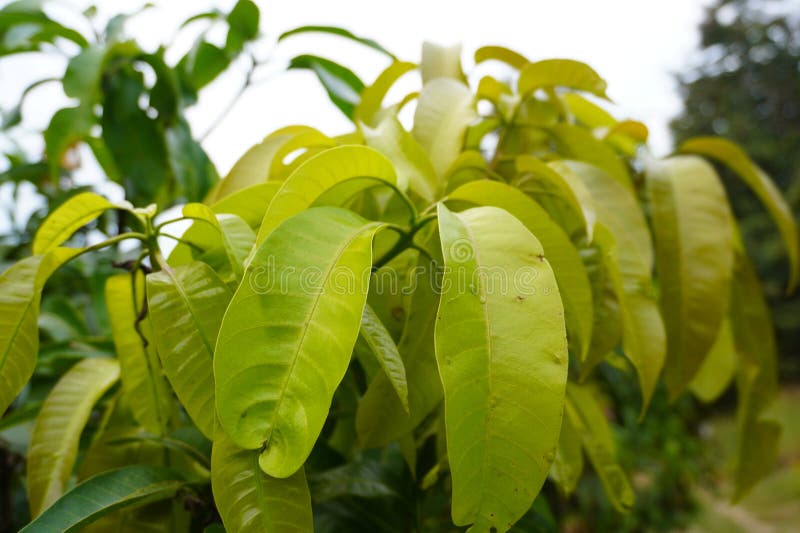 Disease of Tree on Young Leaves of Mango Tree Stock Image - Image of disease, burn: 345693029