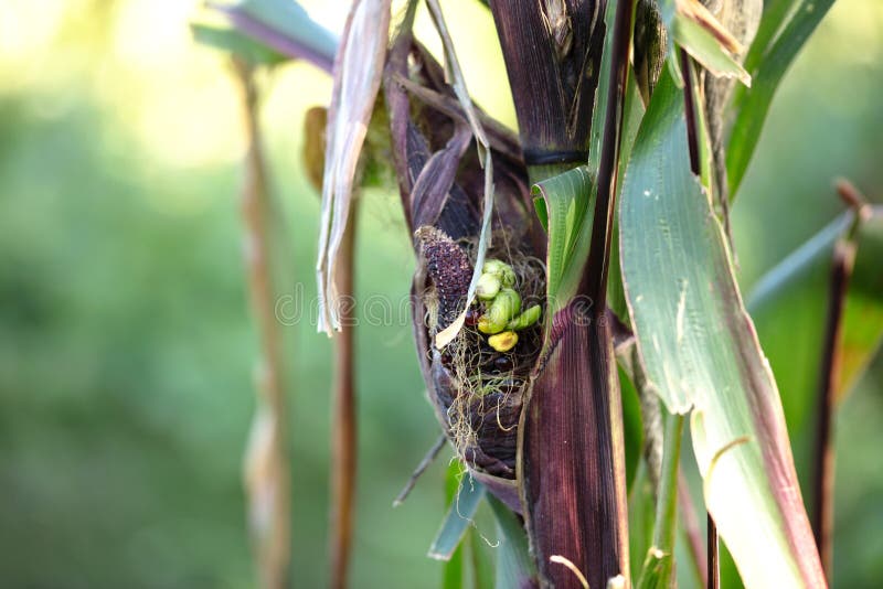 Diseased Corn Cob on a Corn Stock Photo - Image of sick, nature: 254978362