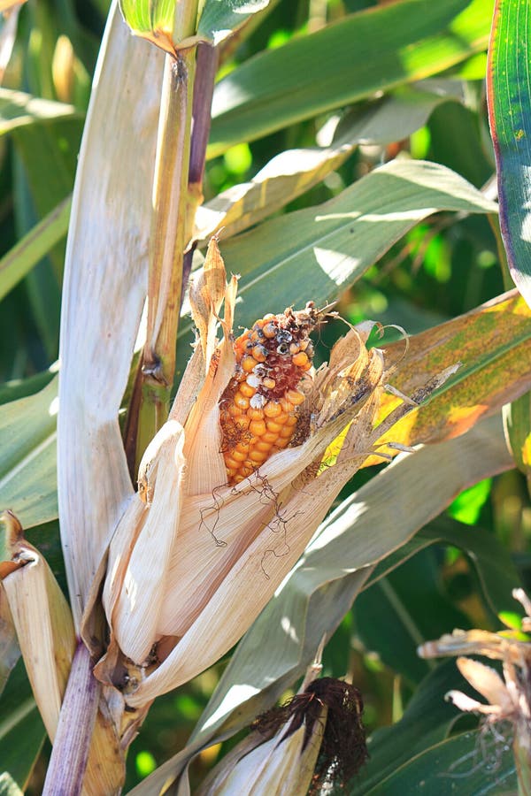 Diseased corn ear stock photo. Image of green, disease - 75889782