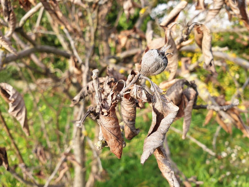 Diseased Dry Apple Tree in the Garden. Stock Photo - Image of growing ...