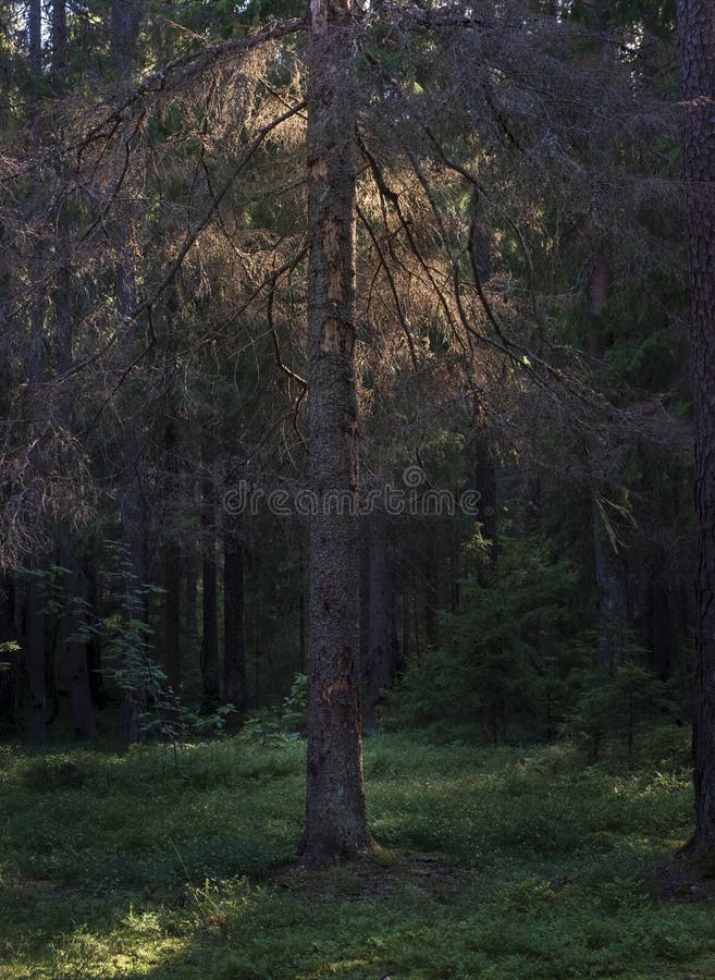 Diseased Dry Pine Tree in Forest Stock Photo - Image of sick, outdoor ...