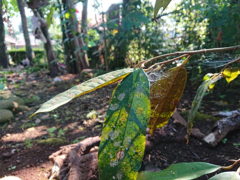 Diseased durian plant stock photo. Image of woodland - 253456900