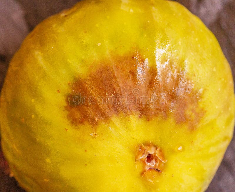 Diseased fig with symptoms stock photo. Image of bacteria - 211134338