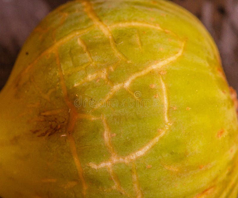 Diseased fig with symptoms stock image. Image of disease - 211134339