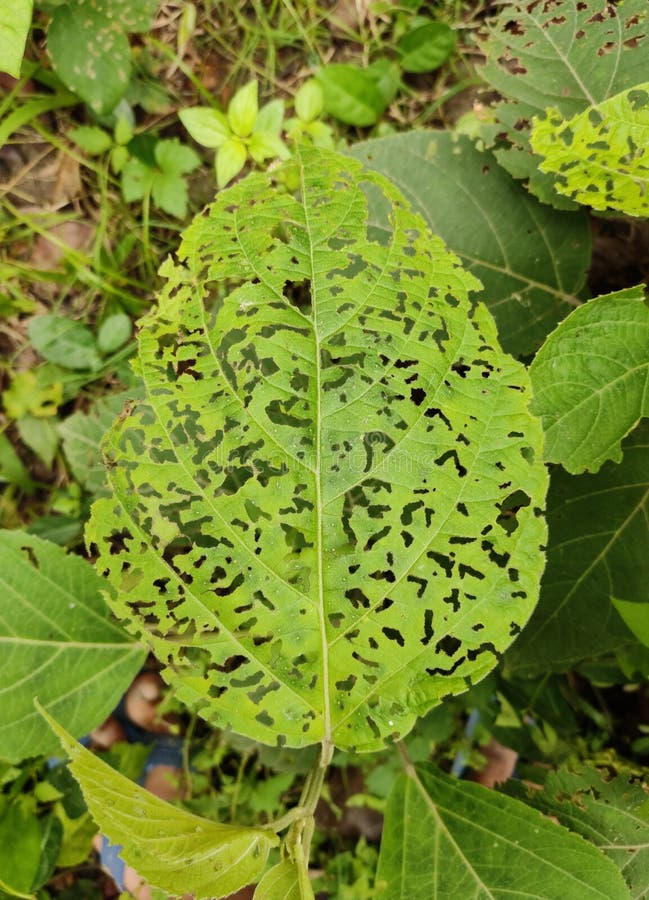 Diseased Leaf,we are Lost Nature. Stock Photo - Image of diseased ...
