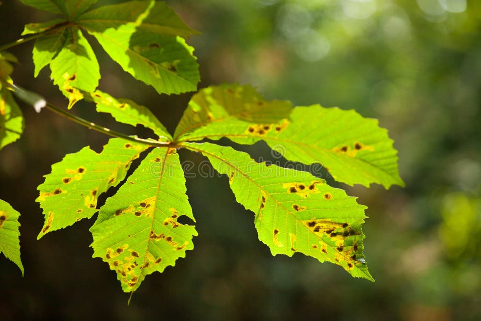 Diseased leaf stock image. Image of tree, illness, chestnut - 95252067