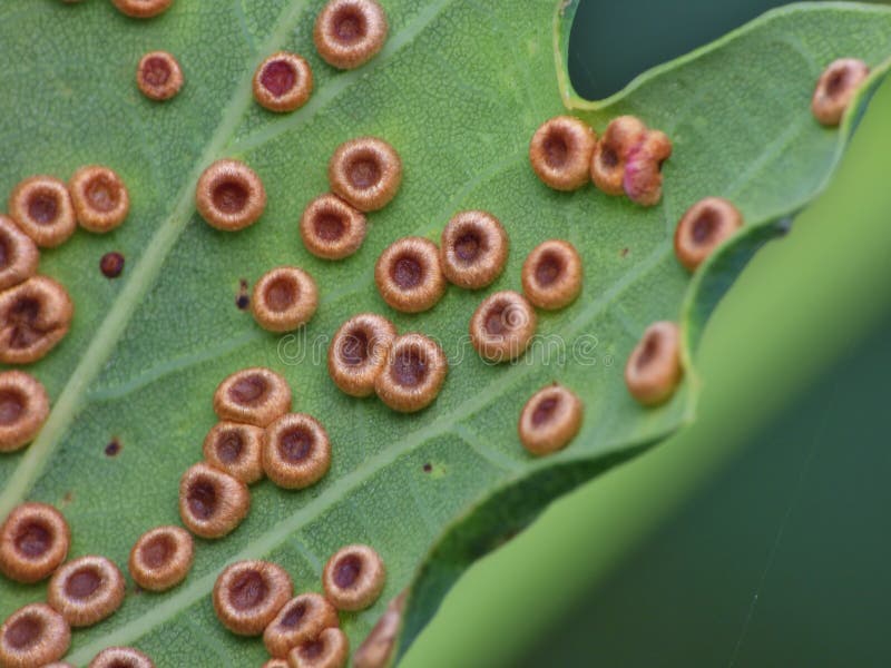Puccinia on a oak Leaf stock photo. Image of branch - 256468368