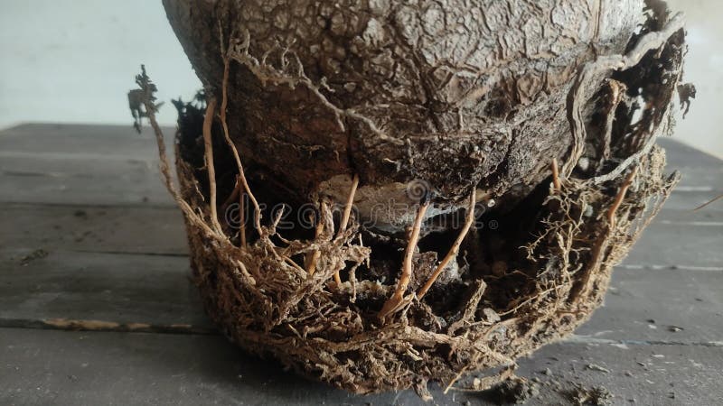 Diseased Roots of a Room Palm Tree Stock Footage - Video of leaf ...