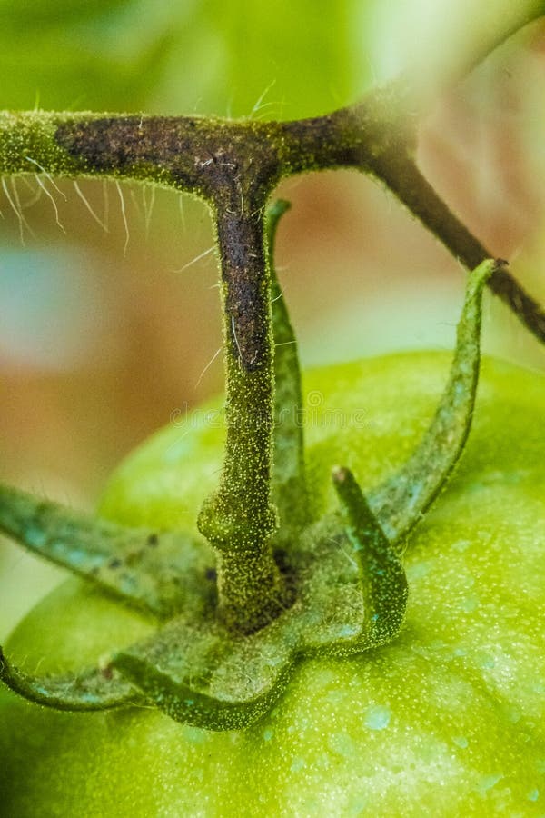 Diseased tomato stock photo. Image of protection, tomato - 116008210