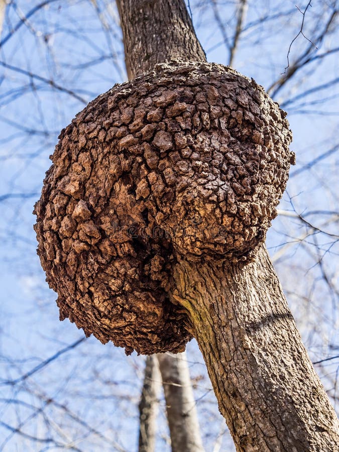 Diseased Tree stock photo. Image of wood, tree, forest - 89417984