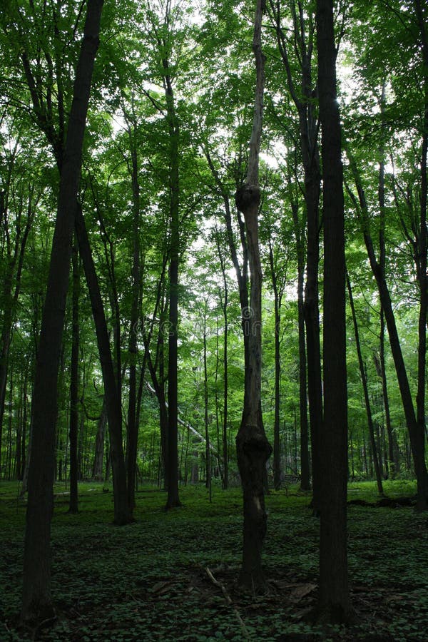 Diseased Tree in a Maple Tree Forest Stock Image - Image of tree ...