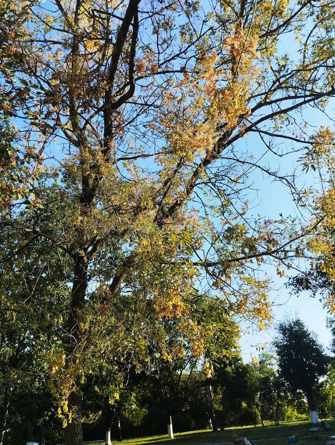Diseased Tree with Yellow and Dry Leaves. Parasites on Trees Stock ...