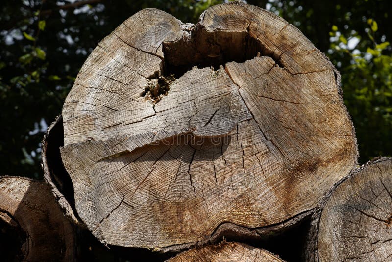 Diseased Trees in the Forest Cut Down for Firewood Stock Image - Image ...