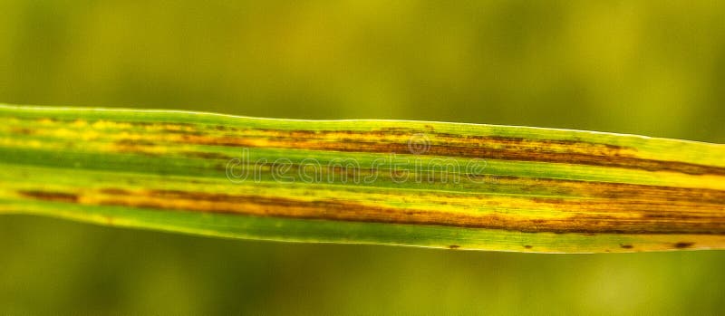 Septoria Leaf Spot/Leaf Rust Stock Photo - Image of spots, plant: 57120894