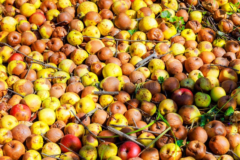 Diseases at Garden Infected, Apples that Fell from Tree Rot in a Garden ...