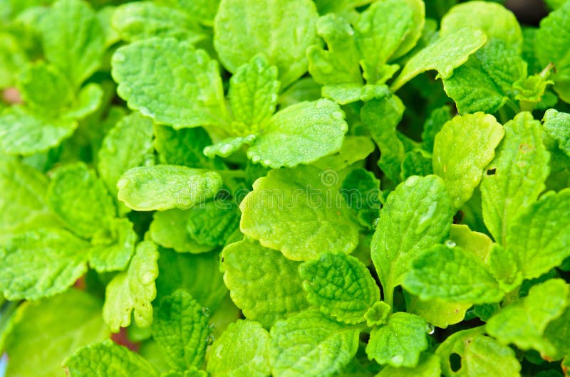 Diseases And Insect Of Peppermint Leaves Stock Photo - Image of soybean ...