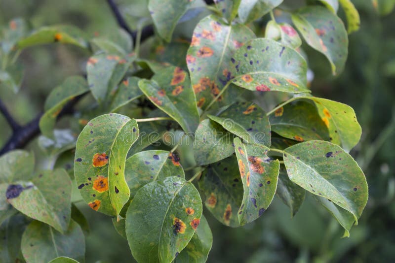 Diseases of a pear. Rust. stock photo. Image of disease - 191936450