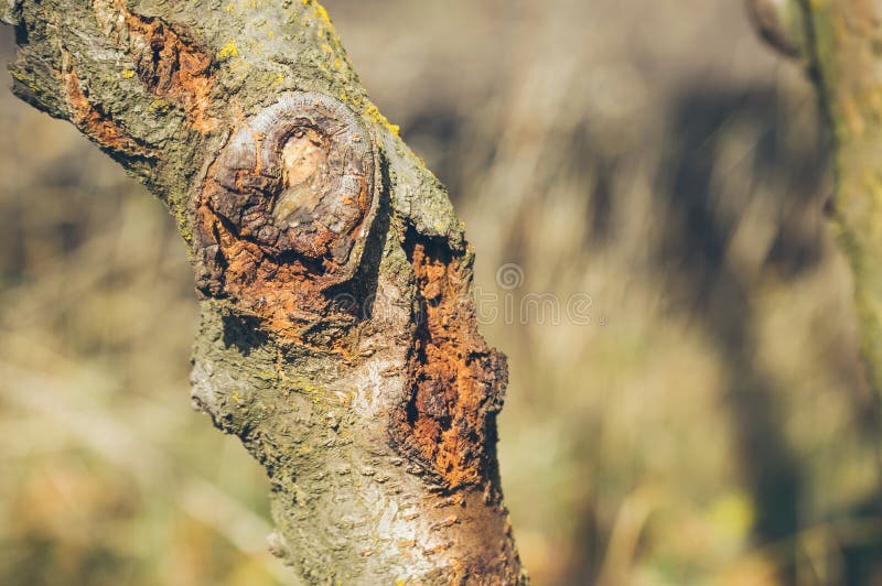 Diseases of Stone Trees. Bark Damaged by Burn and Lichen, Scar from ...