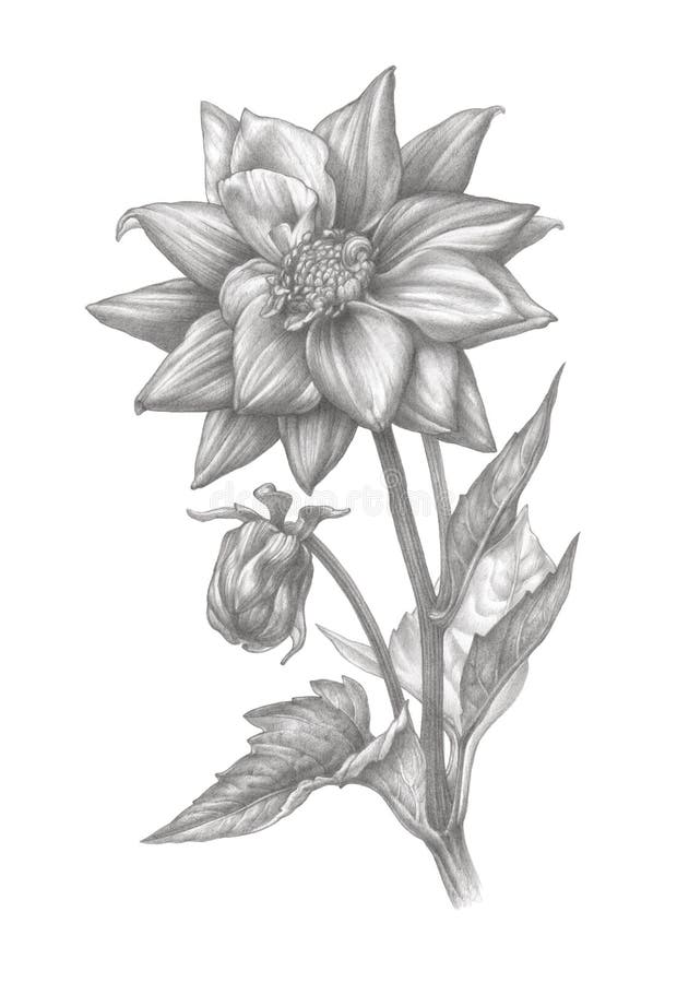 Disegno a Matita Di Una Dalia Illustrazione di Stock - Illustrazione di ...