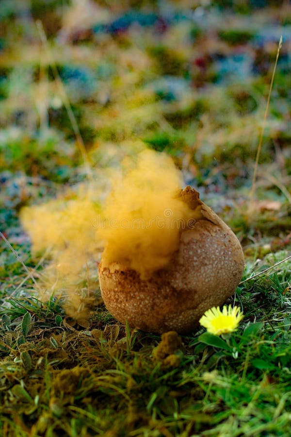 Puffball Mushroom Exploding Spores Stock Image - Image of explosion ...