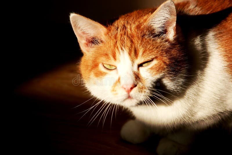 Disgruntled cat stock photo. Image of orange, grumpy - 48140316