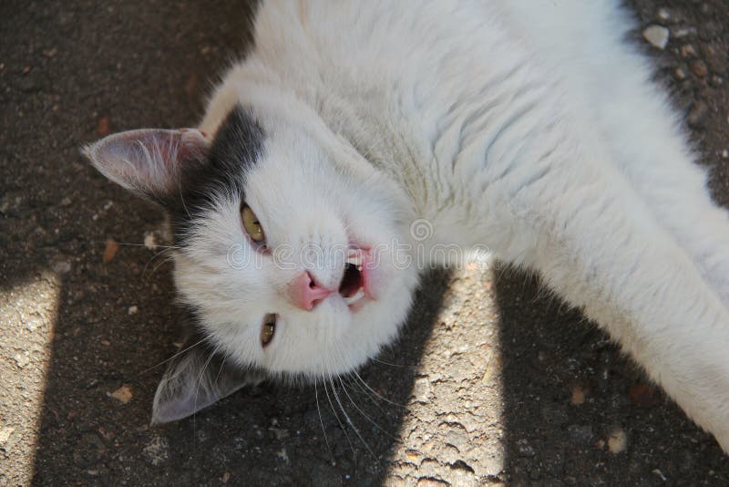 Disgruntled cat stock image. Image of nose, snout, whiskers - 218206493