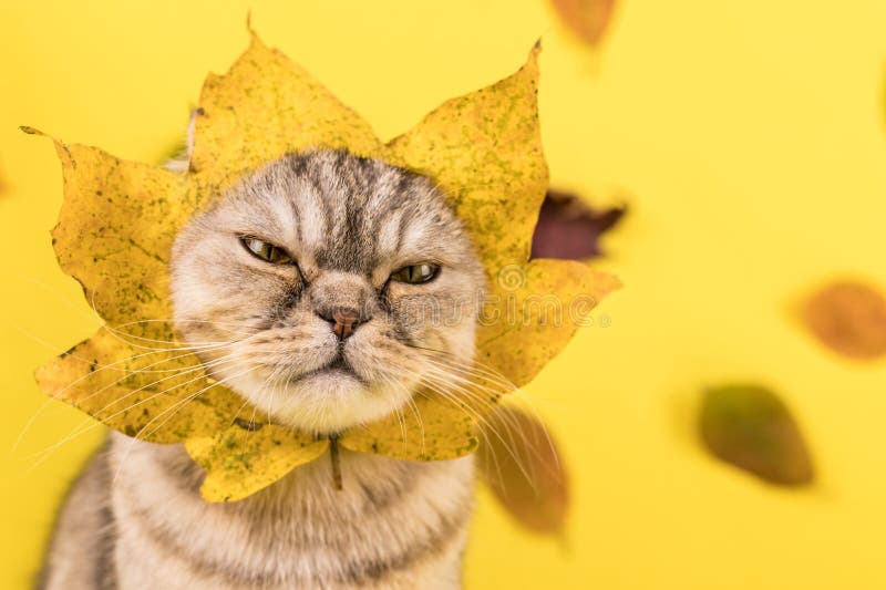 A Disgruntled Funny Cat in a Maple Leaf on Its Muzzle Stock Image ...