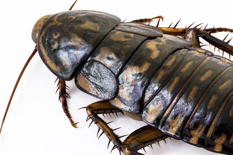Harlequin Cockroach Neostylopyga Rhombifolia Stock Photo - Image of ...