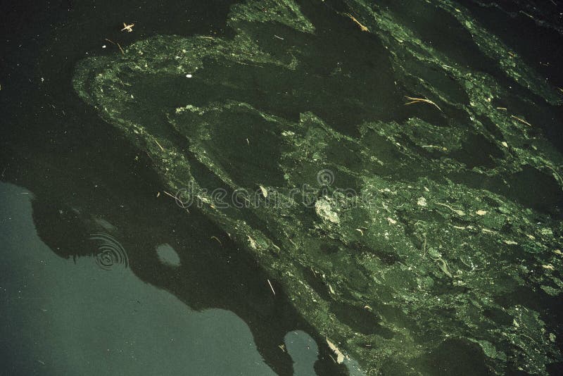 Disgusting River with Floating Plants Stock Image - Image of wind ...