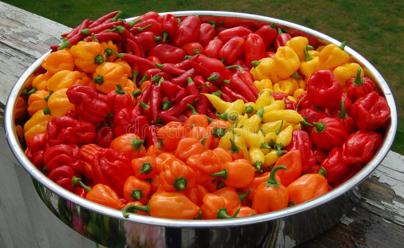 A dish of chili peppers stock photo. Image of gourmet - 66420428