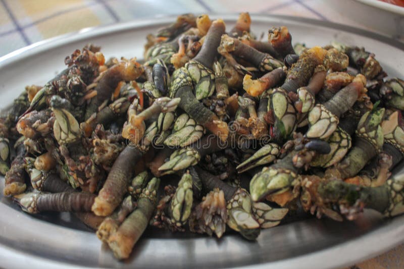 A Dish of Delicious Barnacles Stock Photo - Image of spain, nourishment ...