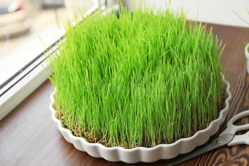 Dish with Fresh Wheat Grass on Windowsill, Closeup Stock Photo - Image ...
