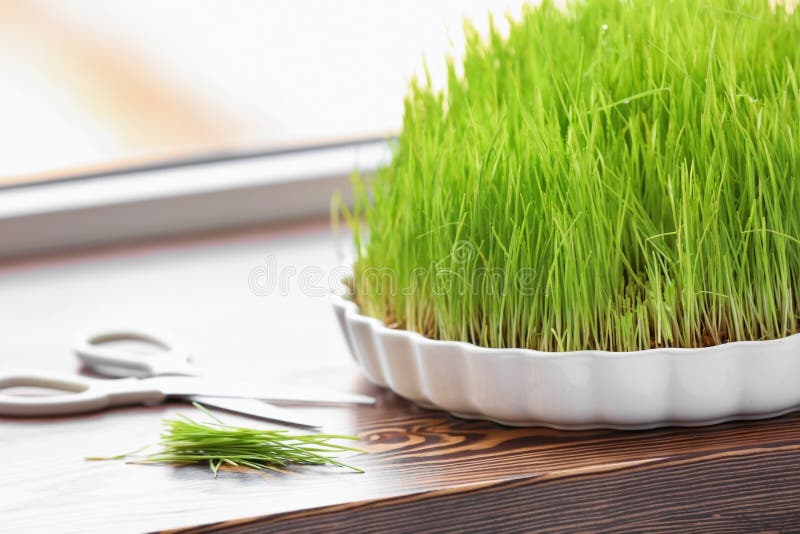 Dish with Fresh Wheat Grass on Windowsill, Closeup Stock Photo - Image ...