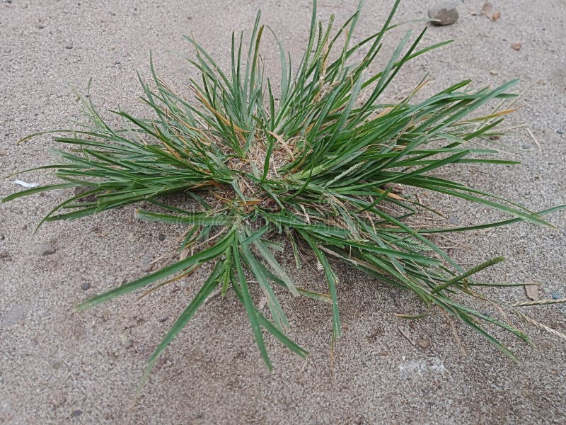 Dish Grass that Lives on Sandy Soil Stock Image - Image of spruce ...