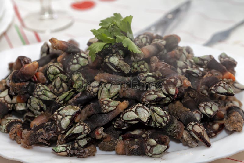 A Dish with Lots of Freshly Cooked Barnacles Stock Photo - Image of ...