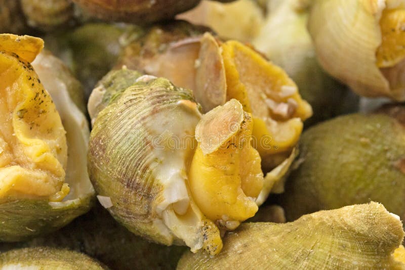 Whelk cooked stock photo. Image of gastropod, shell - 123963120