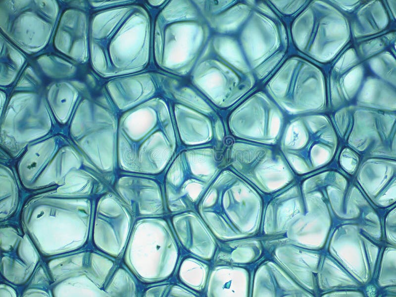 The Structure of a Sponge for Washing Dishes Under a Magnification of ...