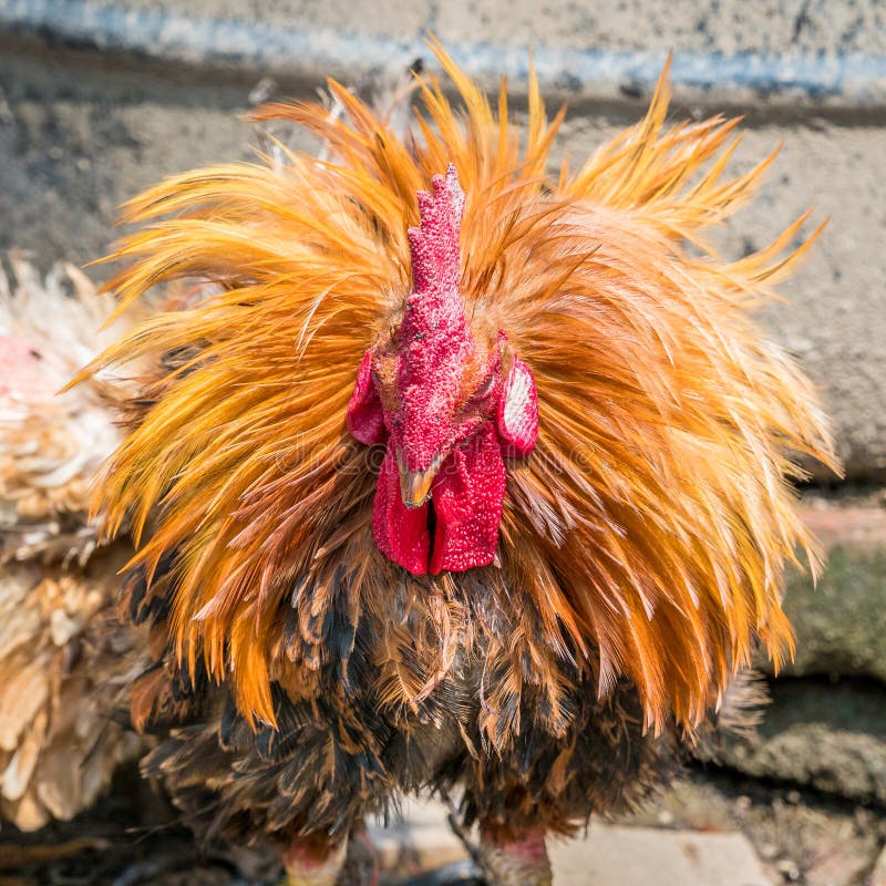 527 Angry Rooster Photos - Free & Royalty-Free Stock Photos from Dreamstime