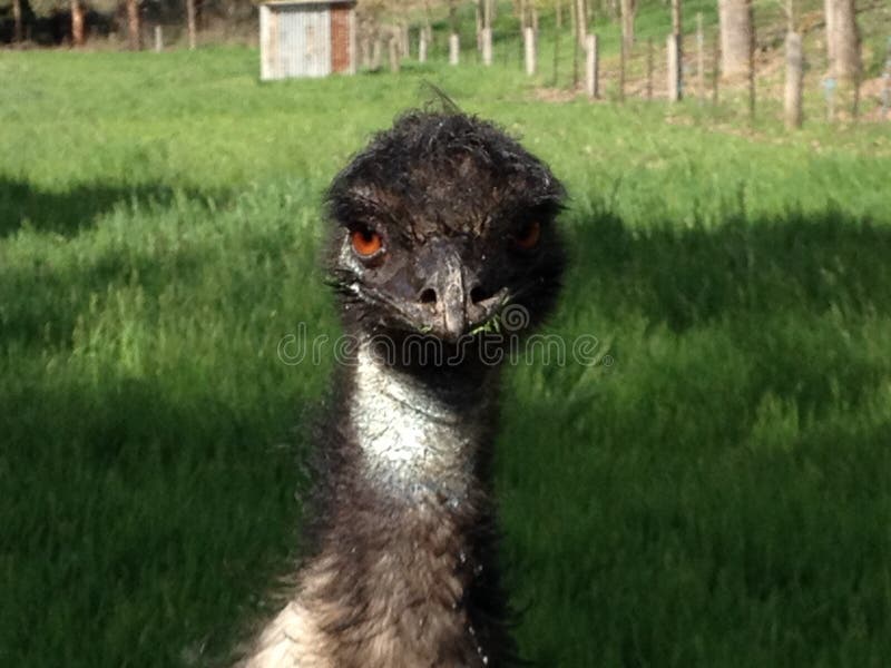 Disheveled Emu Looking at Camera Stock Image - Image of bird, beak ...