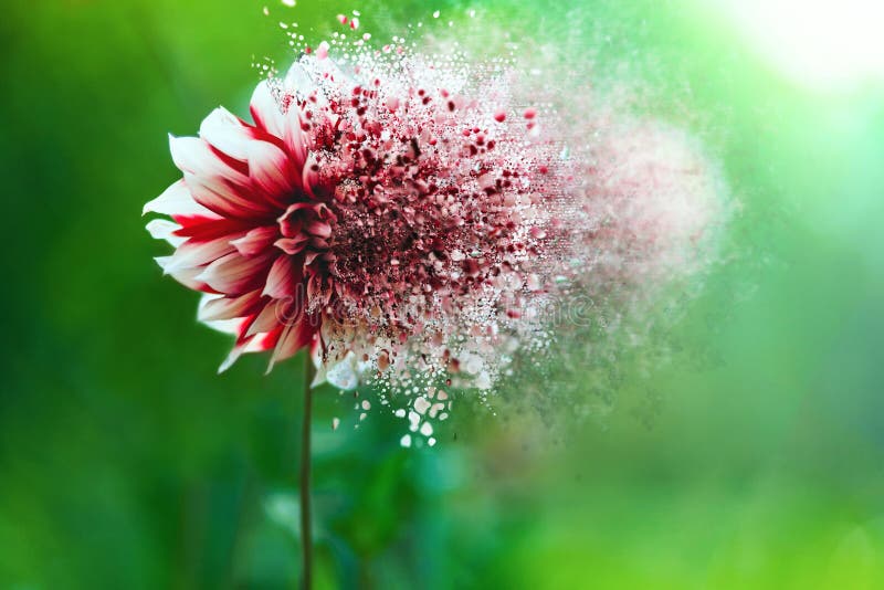 Disintegrating Flower on Green Background Stock Illustration ...