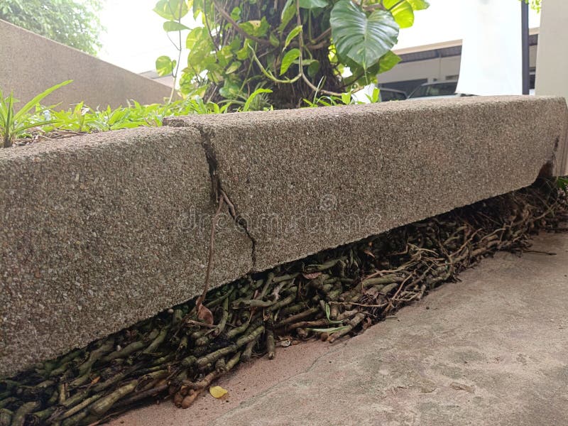 Tree Roots Damage Concrete Stock Photos - Free & Royalty-Free Stock ...